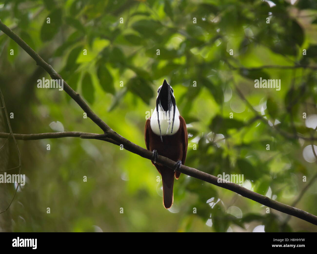 THREE-WATTLED BELLBIRD (Procnias tricarunculatus) male displaying ...