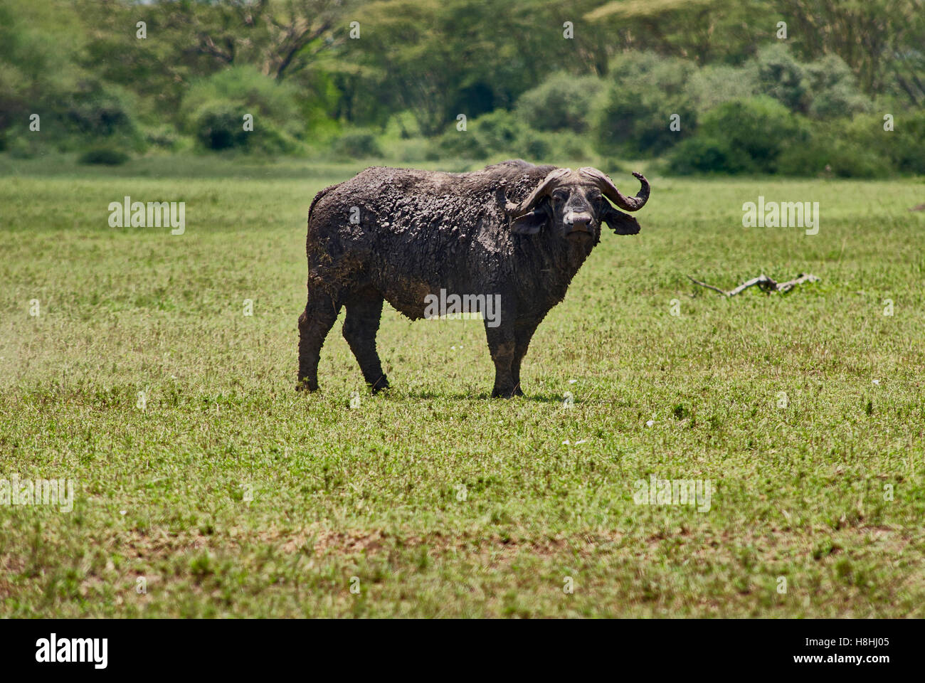 Buffalo drying up on the Serengeti plains near Lobo, after haven taken ...