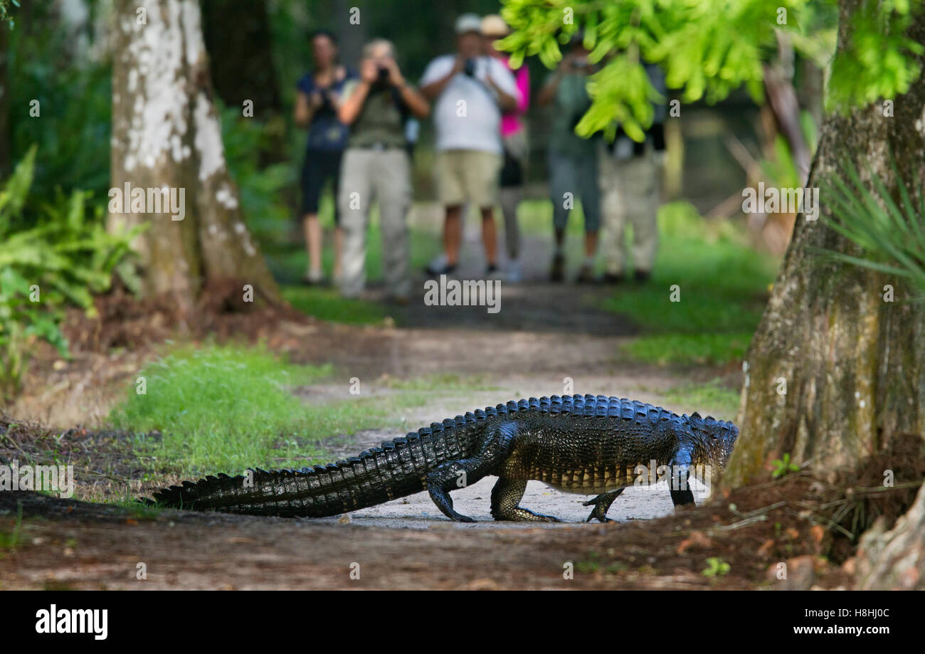 AMERICAN ALLIGATOR (Alligator mississippiensis) walking across track ...