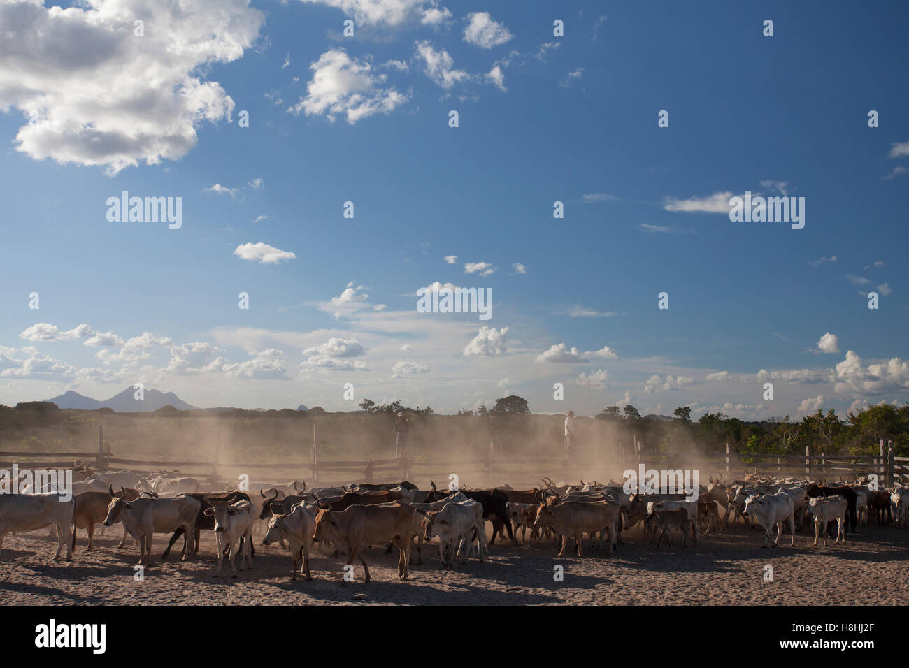 Cattle ranch corral hi-res stock photography and images - Alamy