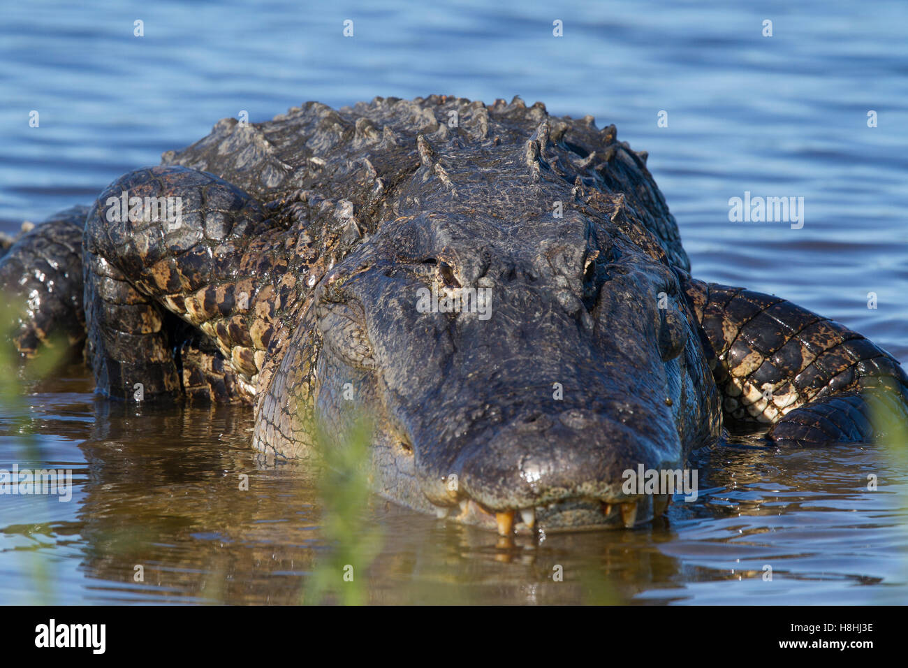 Bull alligator hi-res stock photography and images - Alamy