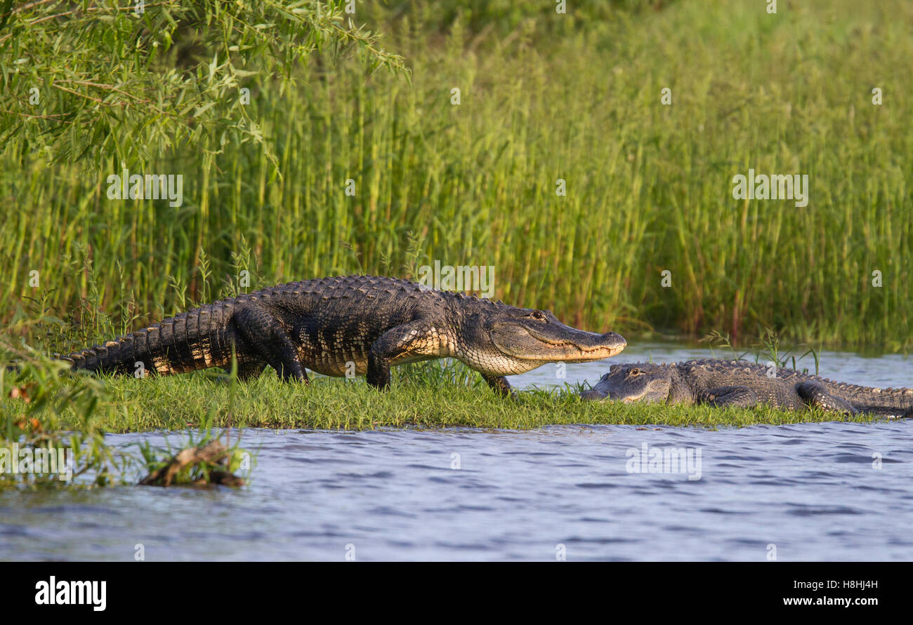 American alligator walking hi-res stock photography and images - Alamy
