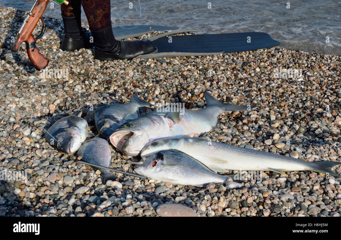 Freshly fish caught one by one (from underwater diver) on the sea shore ...