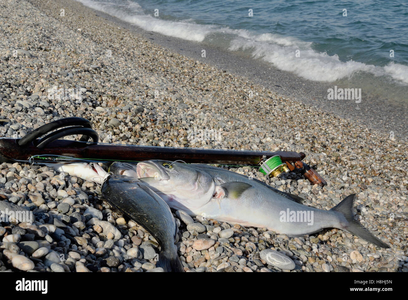 Freshly fish caught one by one (from underwater diver) on the sea shore ...