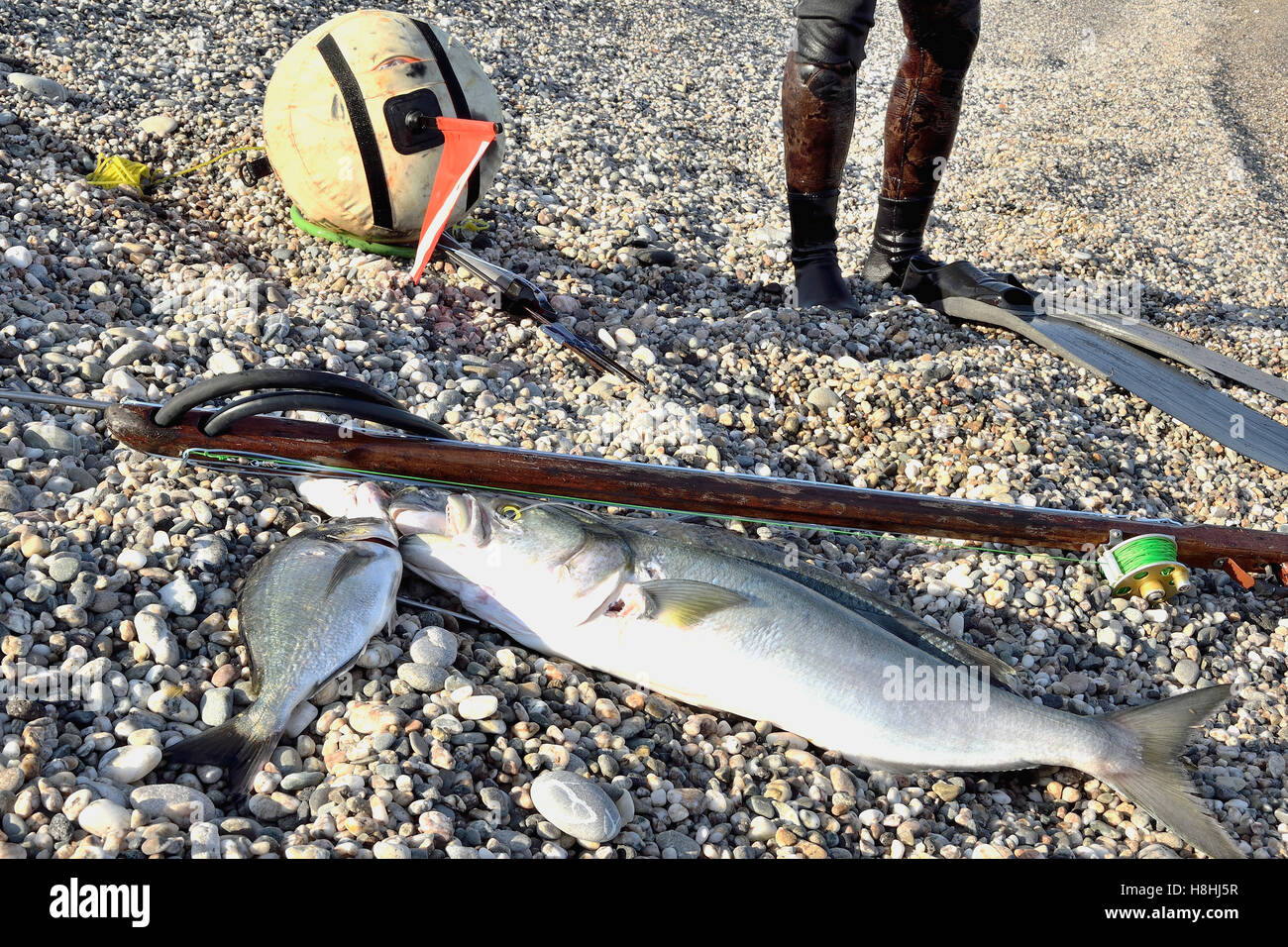Freshly fish caught one by one (from underwater diver) on the sea shore ...