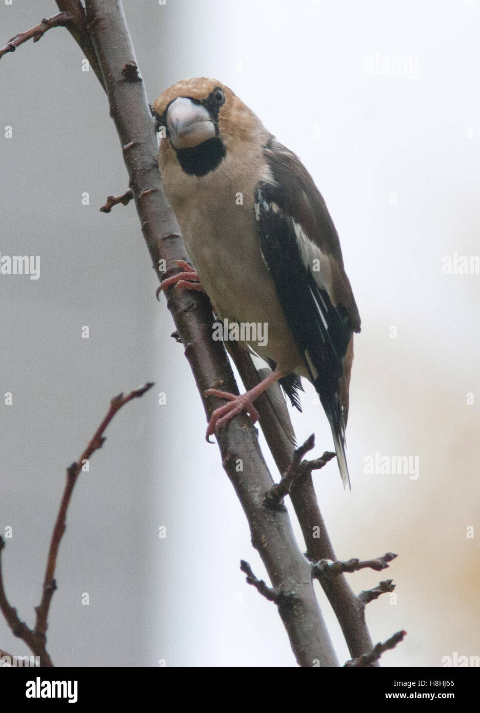 Hawfinches hi-res stock photography and images - Alamy