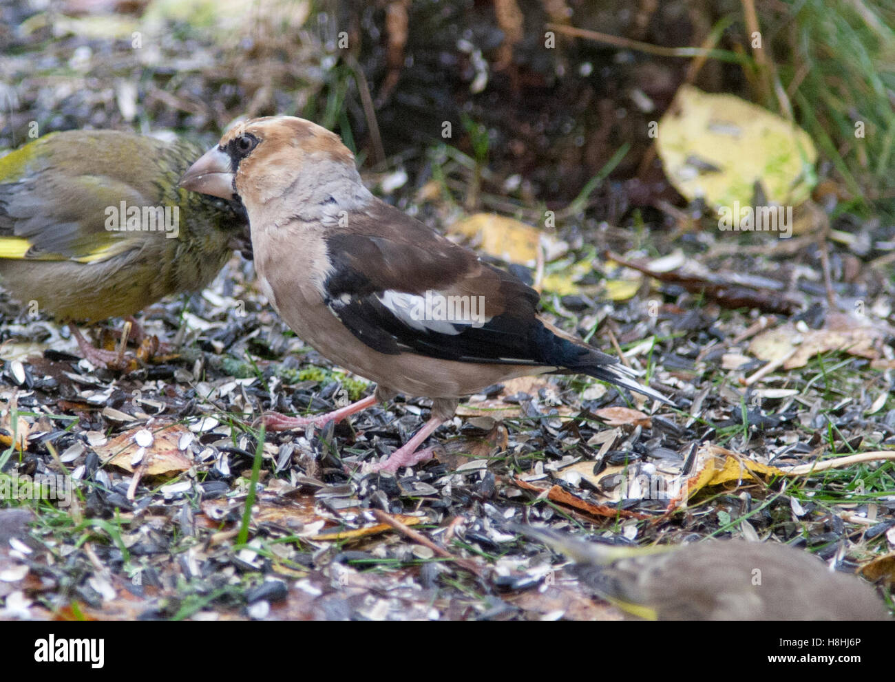 Hawfinches hi-res stock photography and images - Alamy