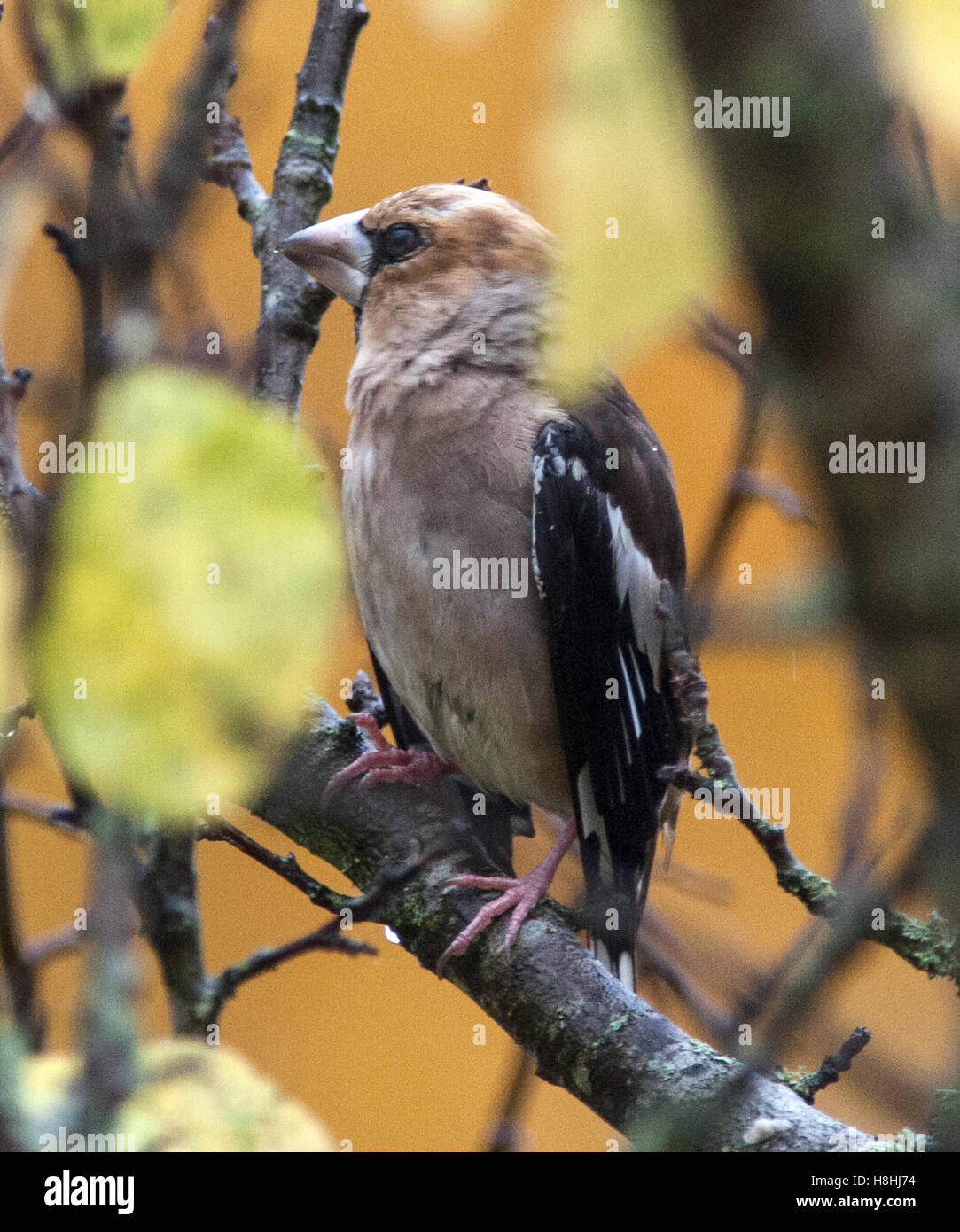 HAWFINCHES on moving southwards Stock Photo - Alamy