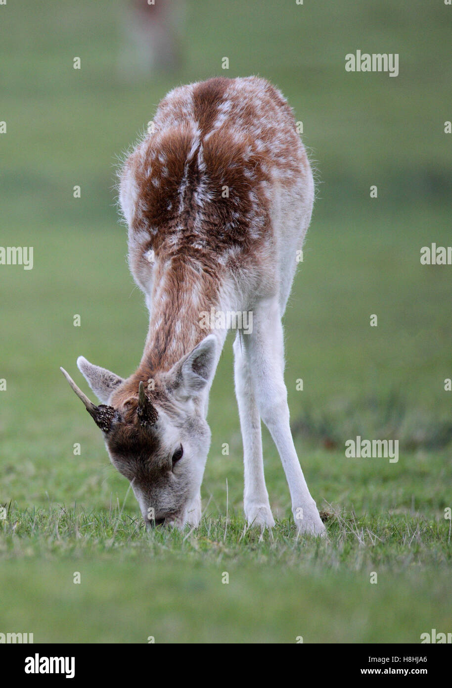 Long neck of deer hi-res stock photography and images - Alamy