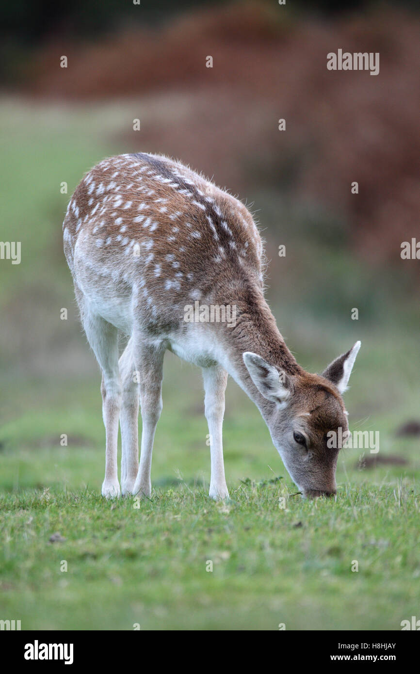 Long neck of deer hi-res stock photography and images - Alamy