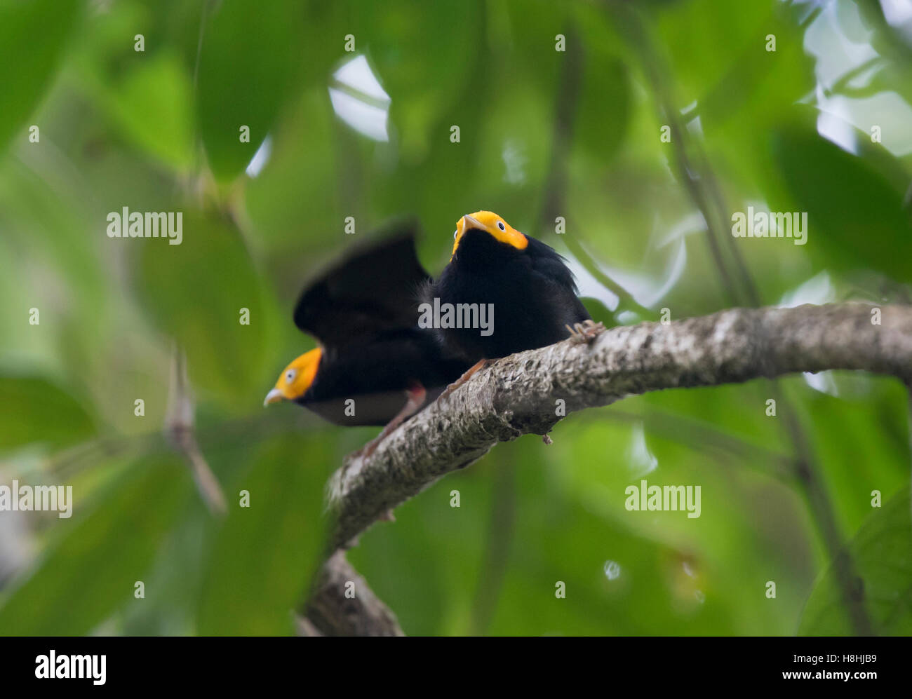 GOLDEN-HEADED MANAKIN (Ceratopipra erythrocephala) males displaying at ...