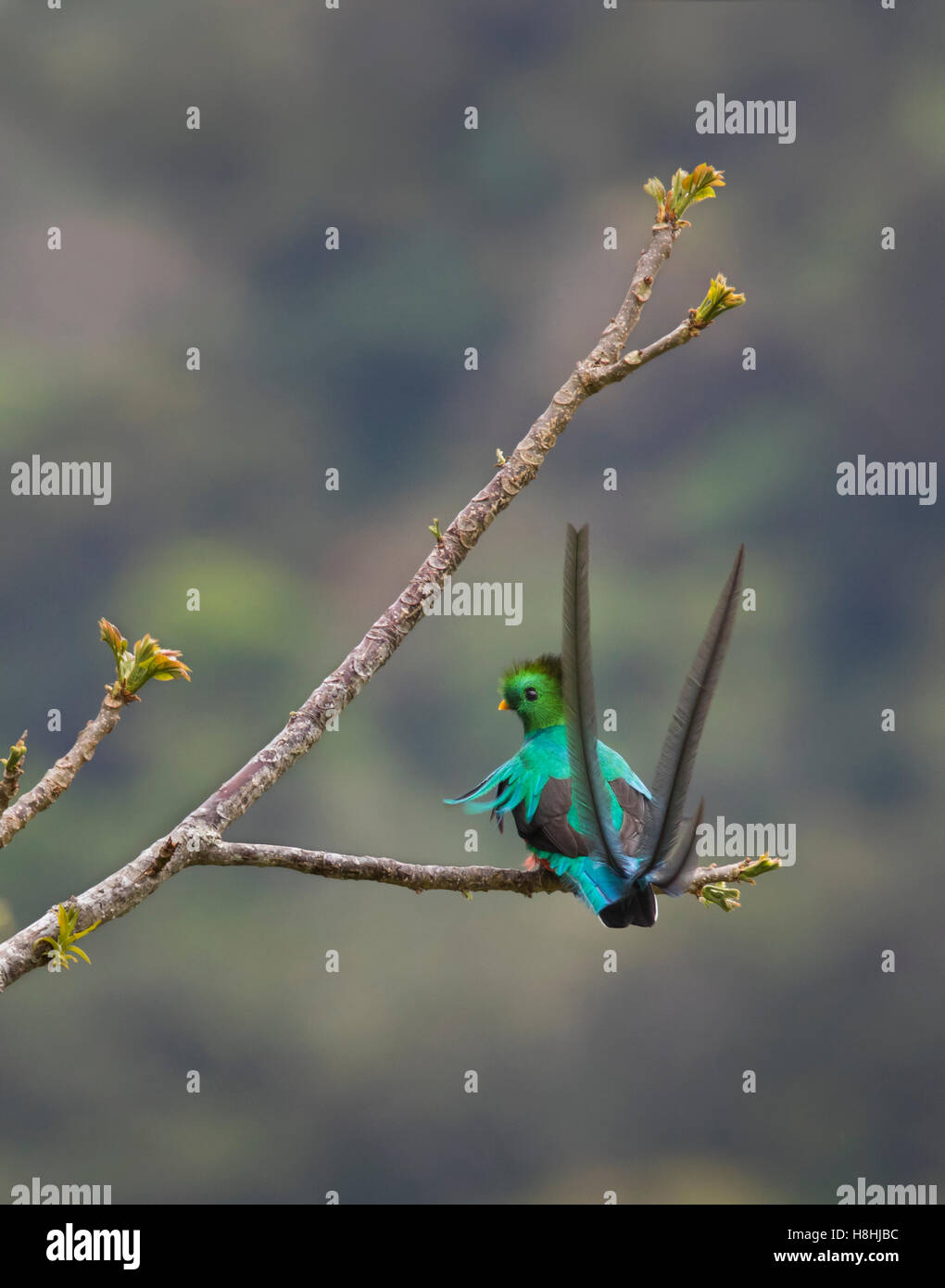 RESPLENDENT QUETZAL (Pharomachrus mocinno) Mount Totumas Cloud Forest ...