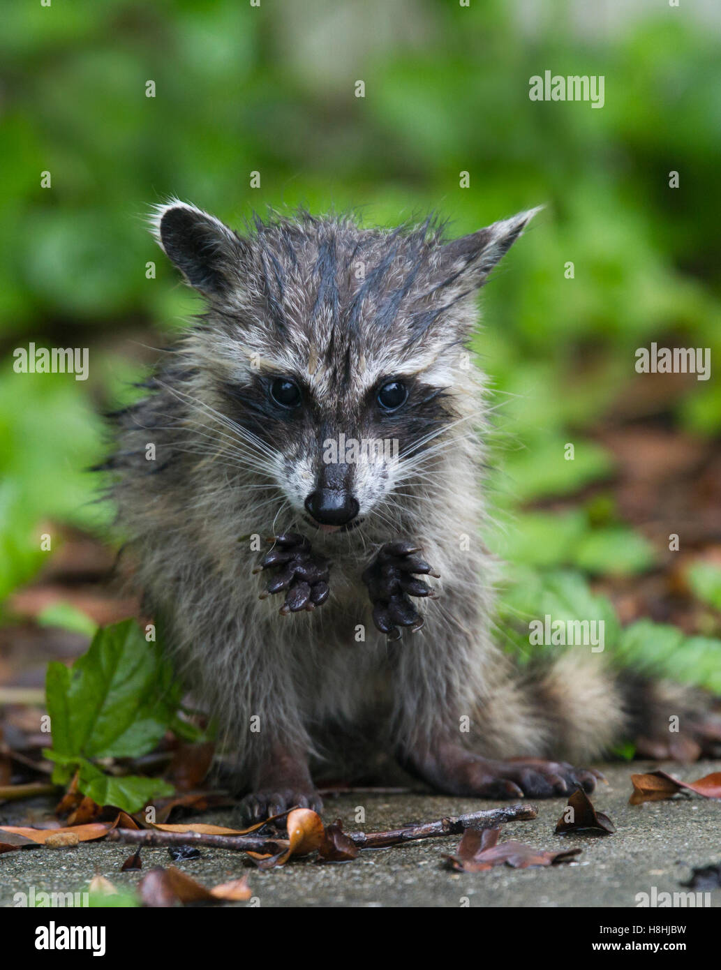Baby raccoons hi-res stock photography and images - Alamy