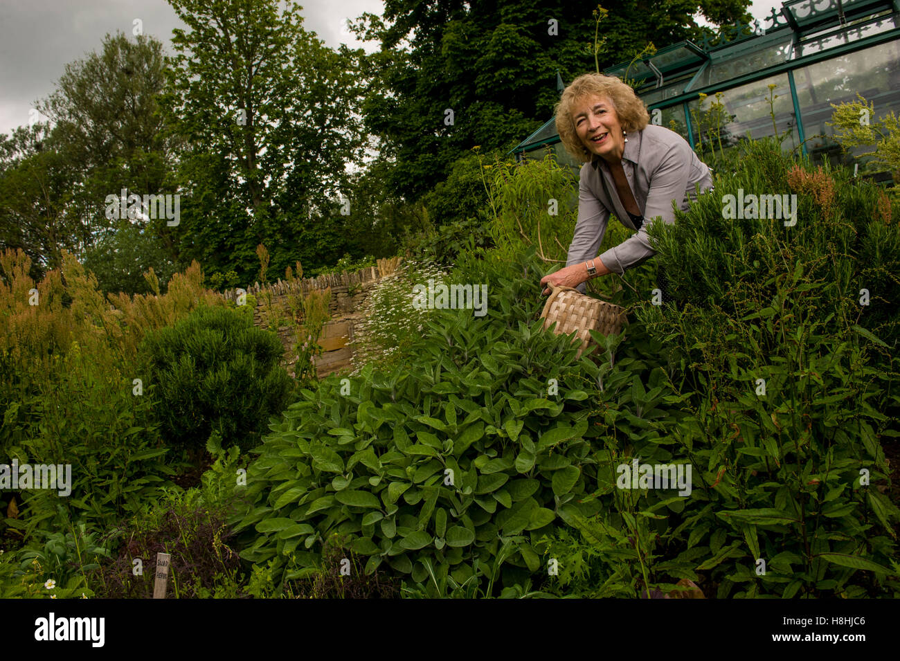 former TV presenter judith hann herb garden fyfield gloucestershire uk ...