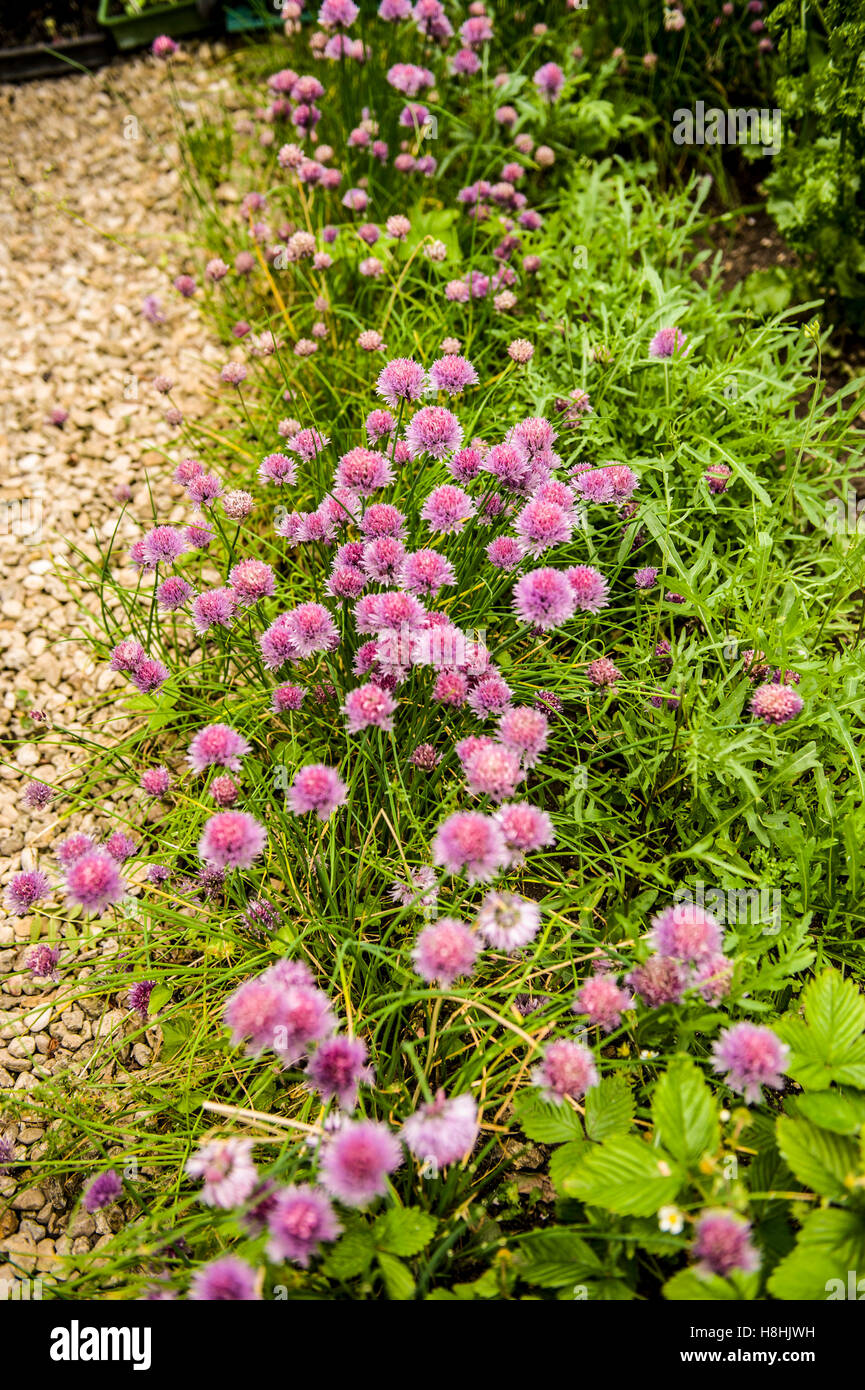 Broad Leaf Sage Former Tomorrow's World TV presenter Judith Hann ...