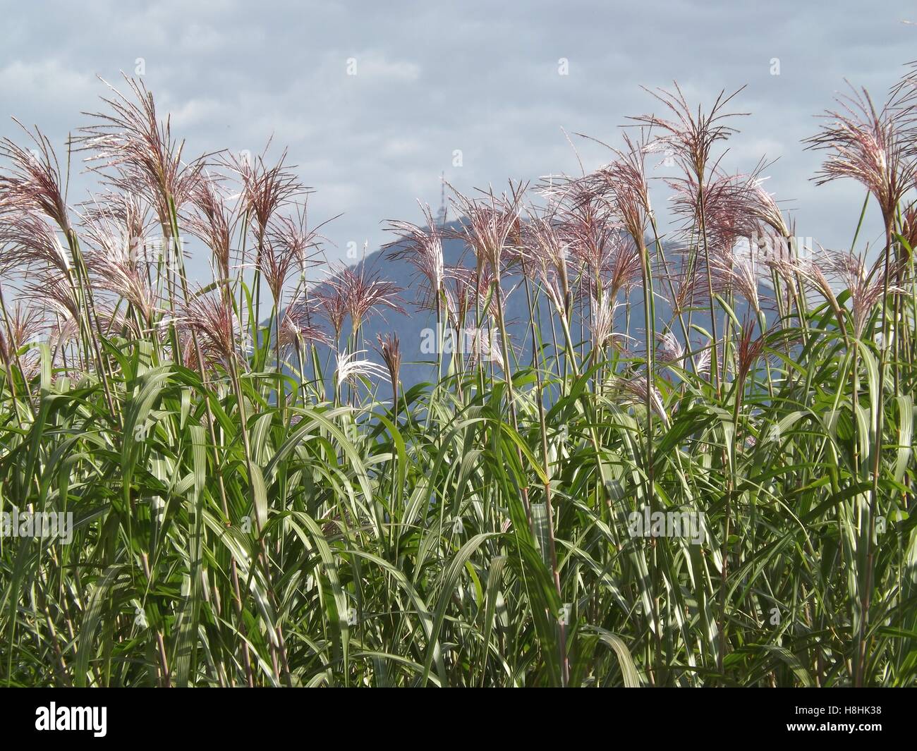 The corn field forage crops hi-res stock photography and images - Alamy