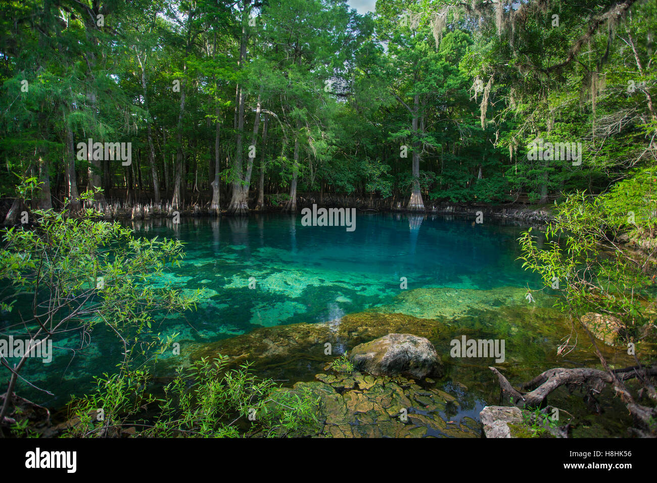 MANATEE SPRINGS STATE PARK, Suwanee river, Florida, USA Stock Photo - Alamy