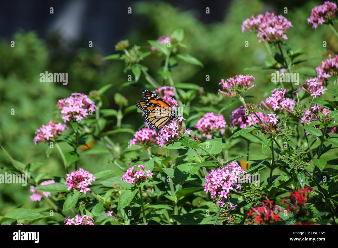 Monarch butterfly - Nymphalidae, on pink flowers, Funchal, Madeira ...