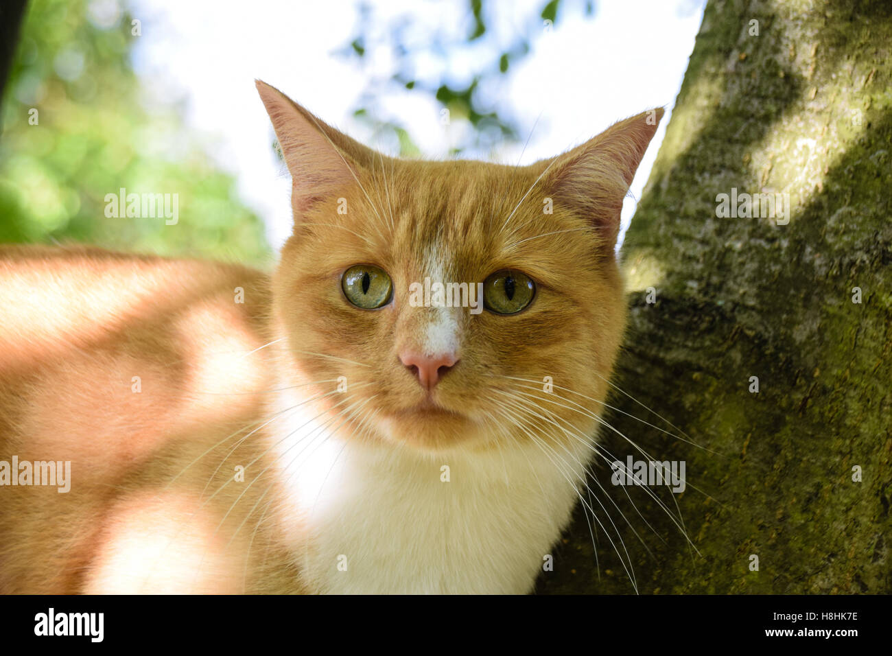 Domestic cat looking startled Stock Photo - Alamy