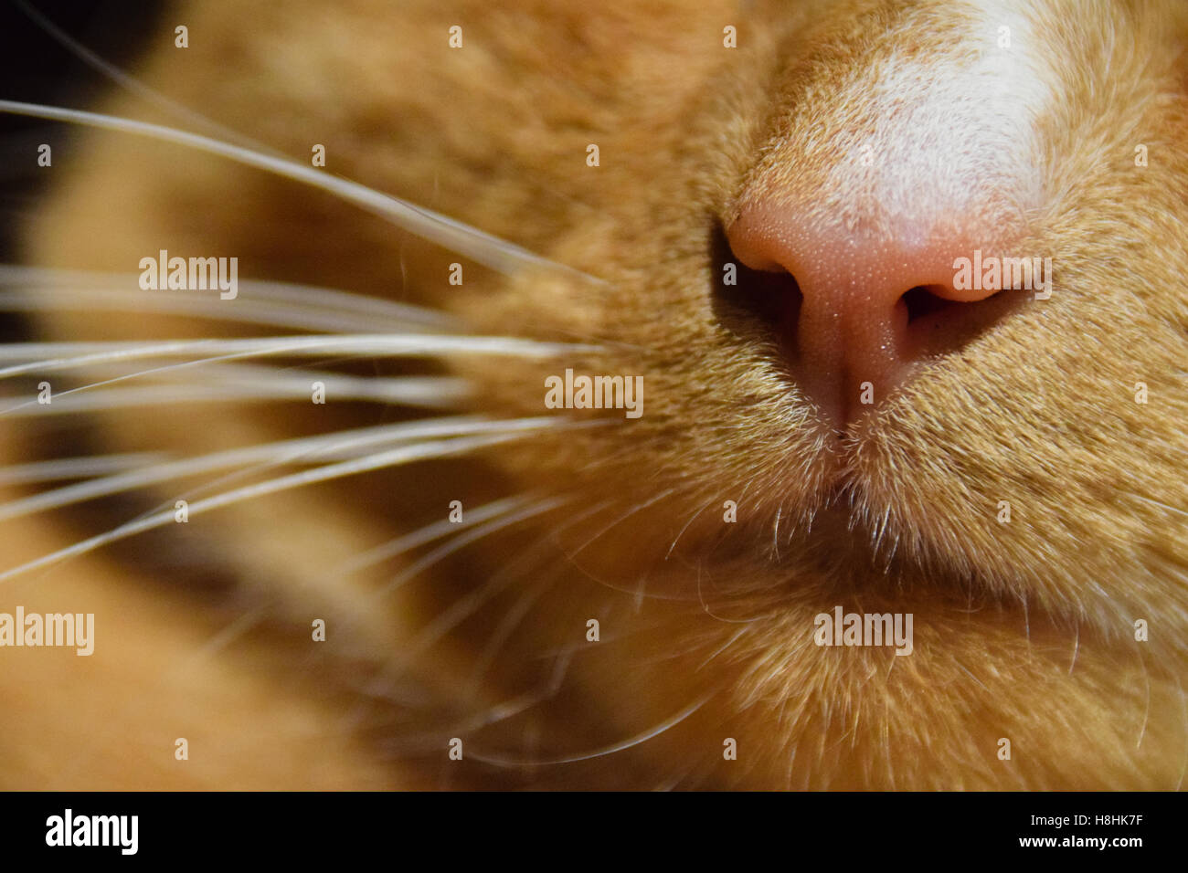 Close-up of cat's face, nose and whiskers Stock Photo - Alamy