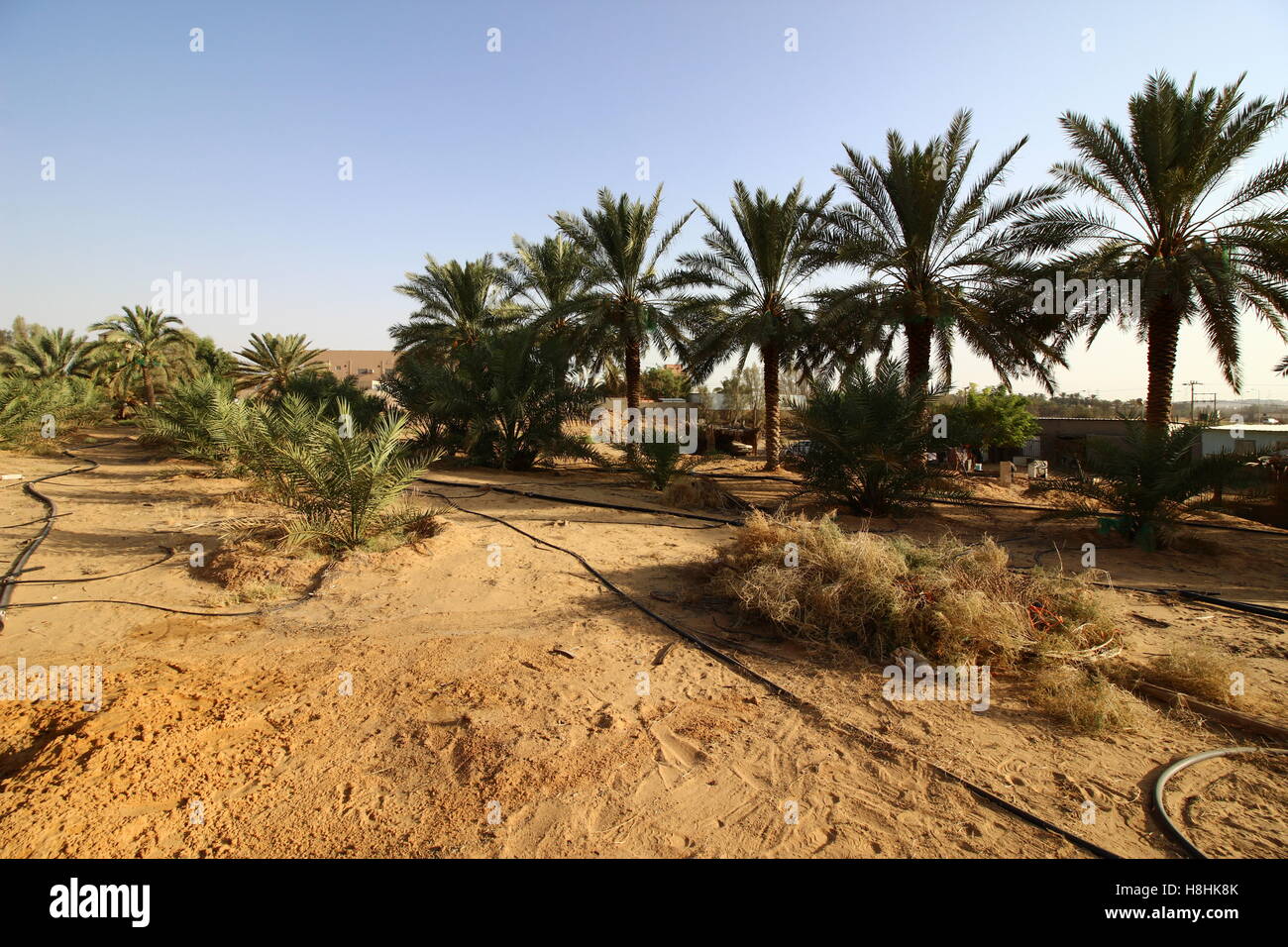 A traditional Saudi Arabian, Qassim Palm farm Stock Photo - Alamy