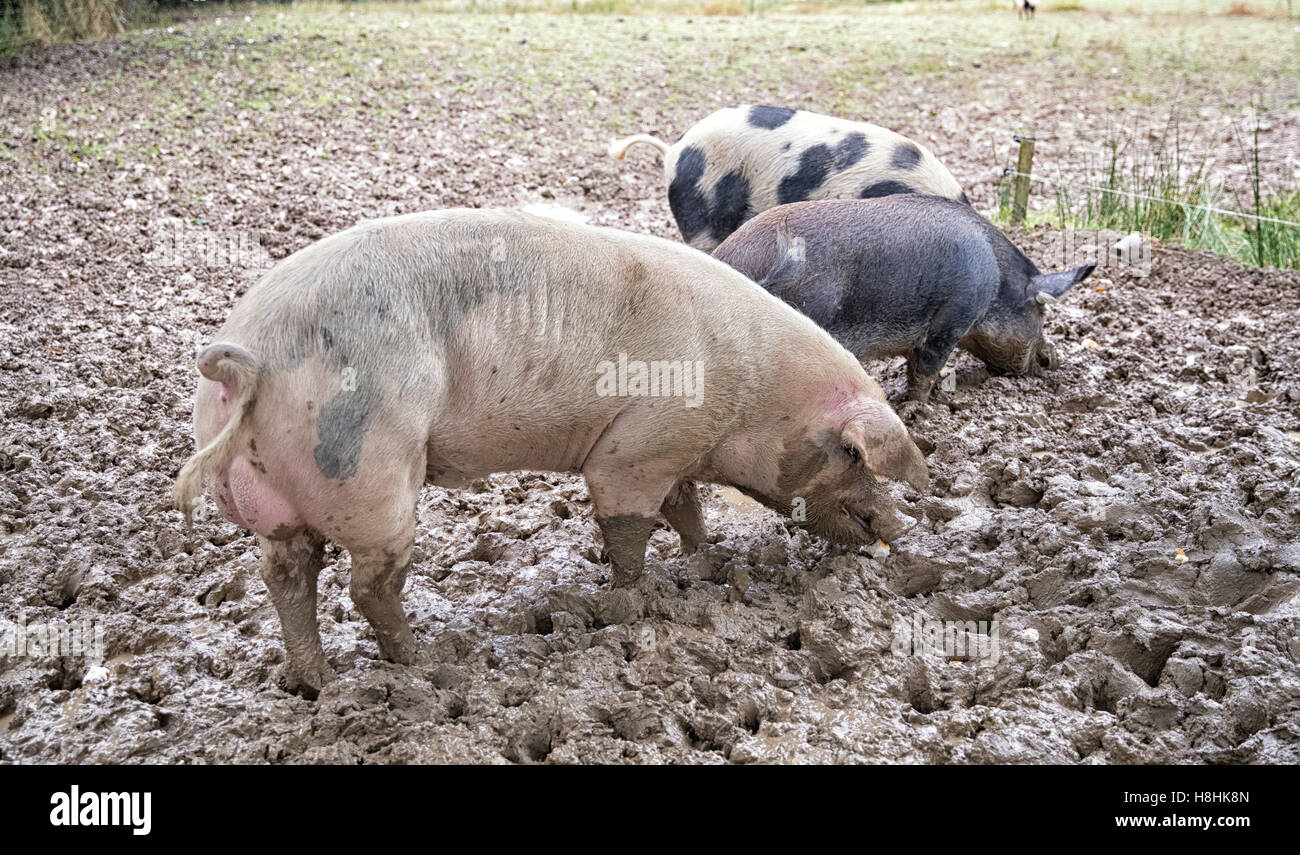 Pig in mud on farm hi-res stock photography and images - Alamy
