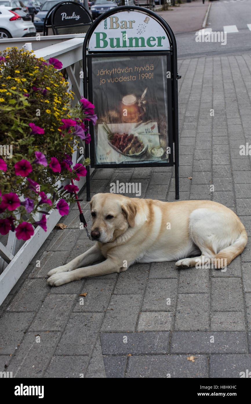 Dog bar hi-res stock photography and images - Alamy