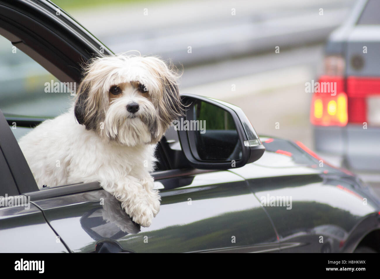 Dog looking out of a car window hi-res stock photography and images - Alamy