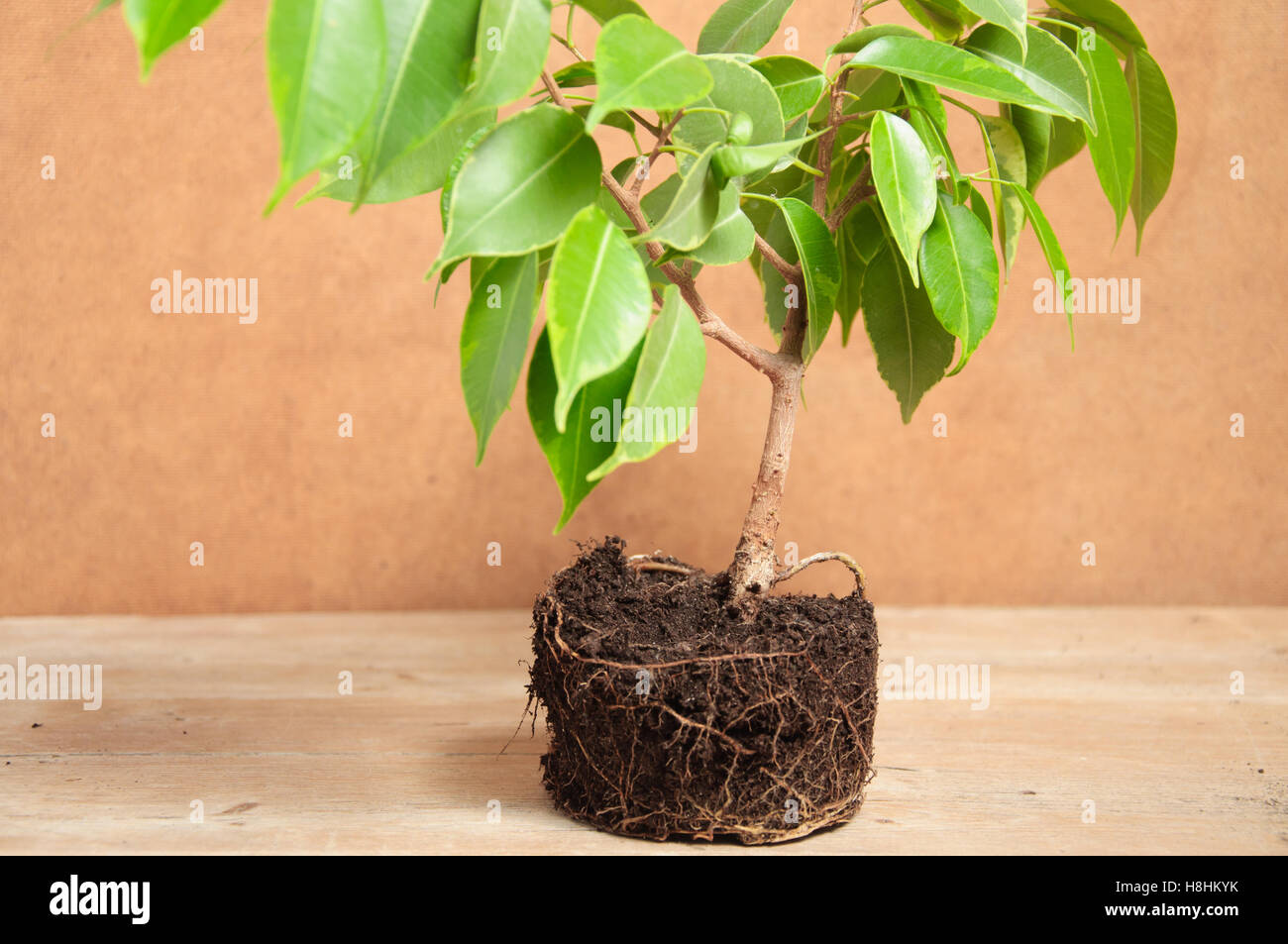 Home gardening relocating house plant, weeping fig Stock Photo - Alamy