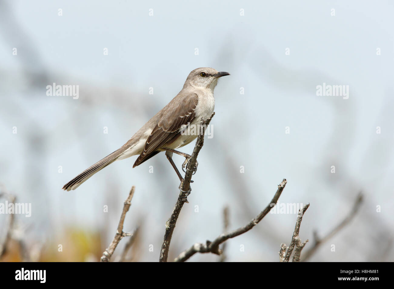 Northern Mockingbird Mimus polyglottos male singing from a bush Stock ...