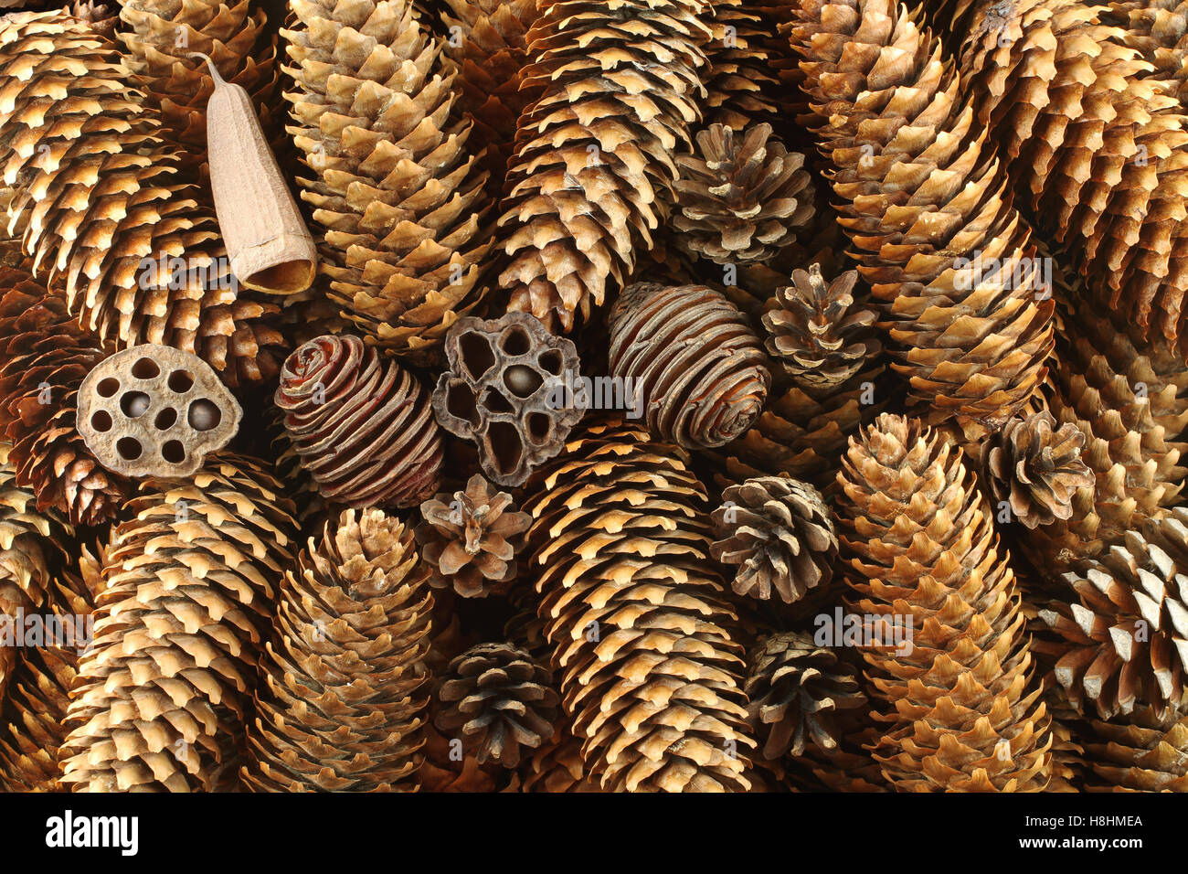 Nature background - dried brown pine cones Stock Photo - Alamy