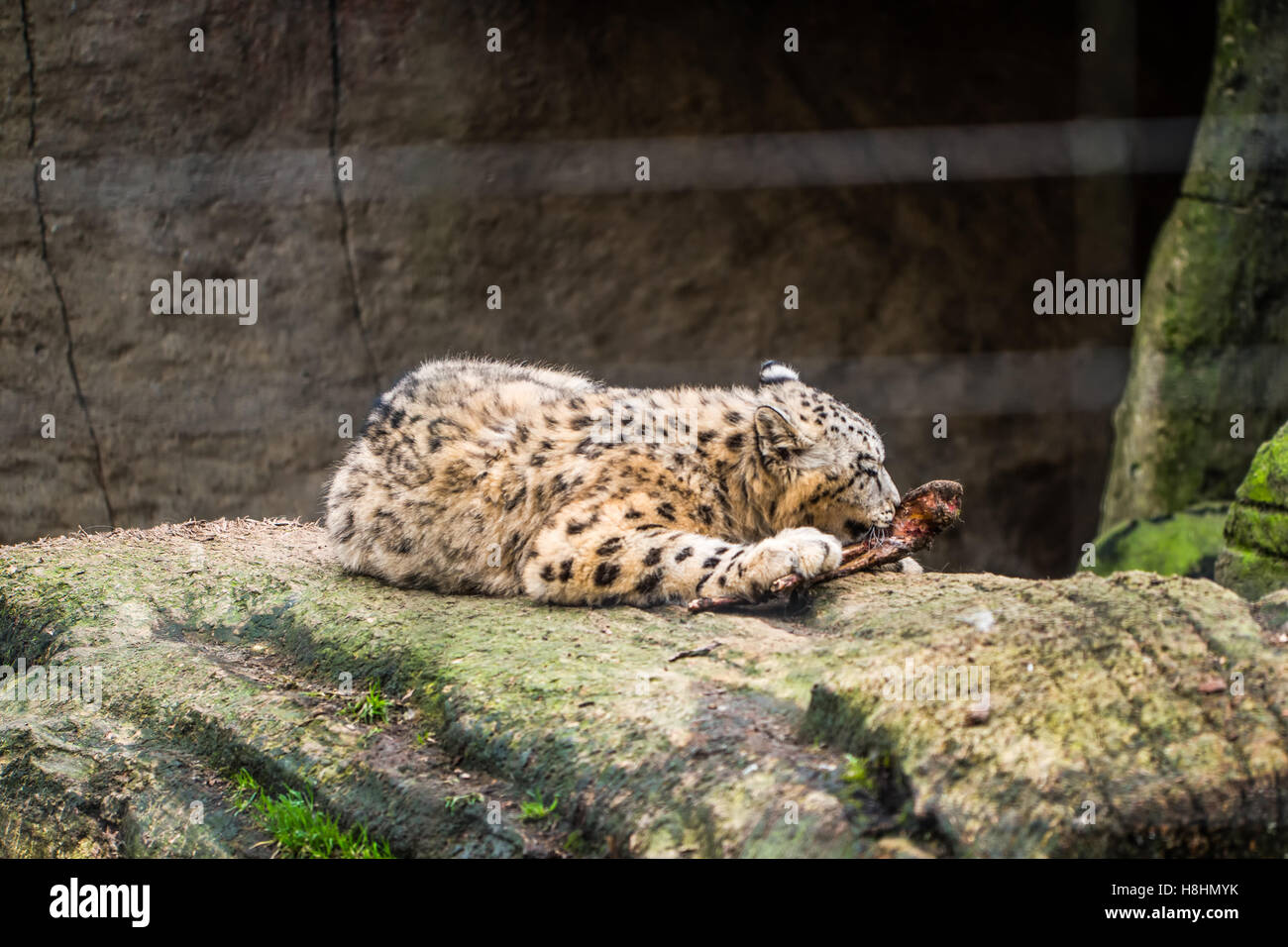 A snow leopard sitting pn a rock and eating the meat of a bone Stock ...