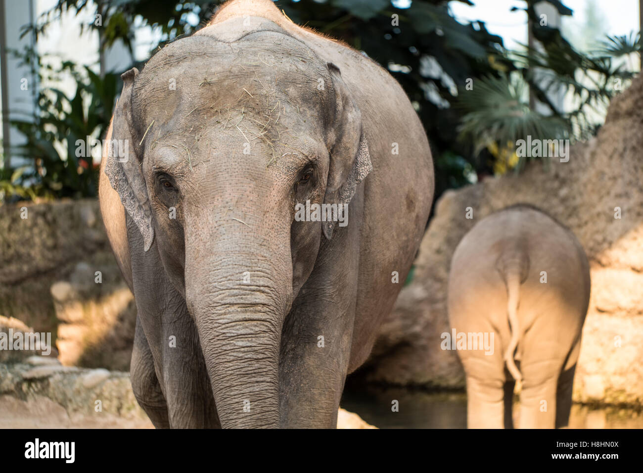 Baby elephant walking with mother hi-res stock photography and images ...