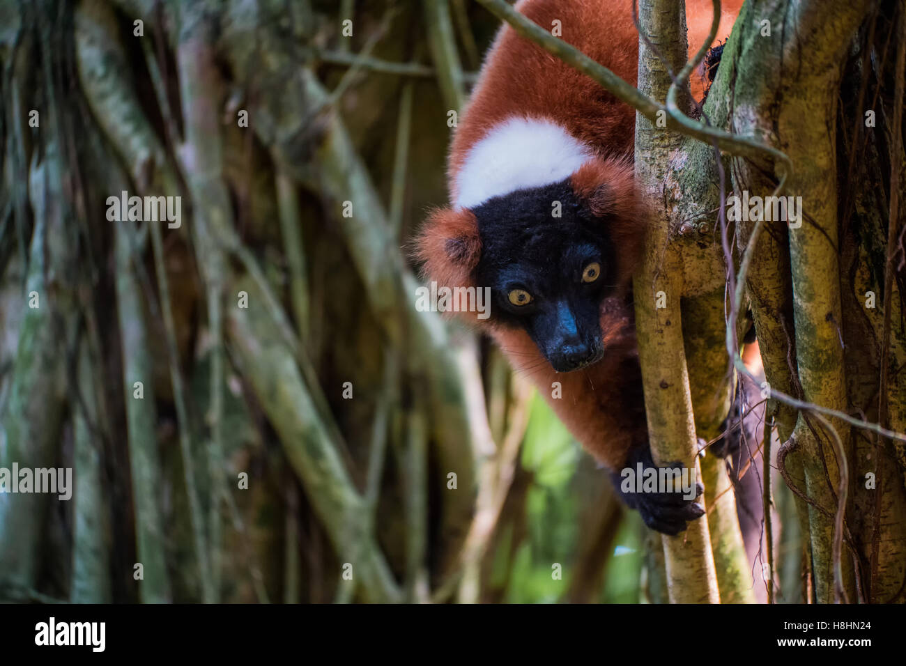 A red ruffed lemur with yellow eyes hanging from a tree Stock Photo - Alamy