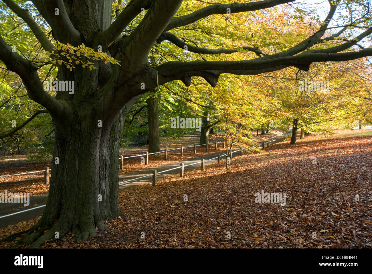 The natural world, trees hi-res stock photography and images - Alamy