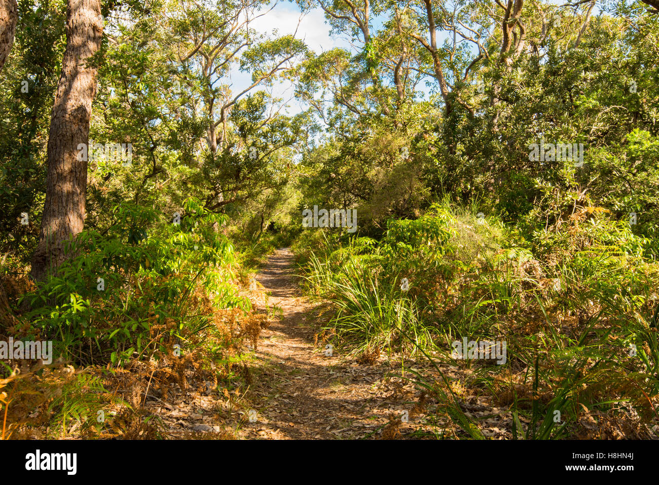 Australian vegetation hi-res stock photography and images - Alamy