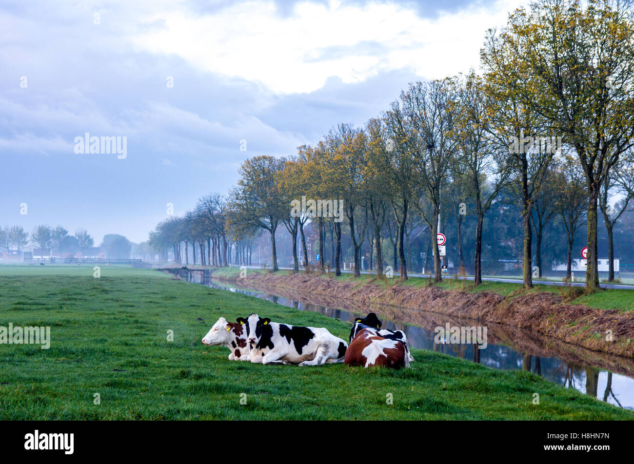 Beemster, the Netherlands - November 5, 2016: Dutch dairy cattle ...