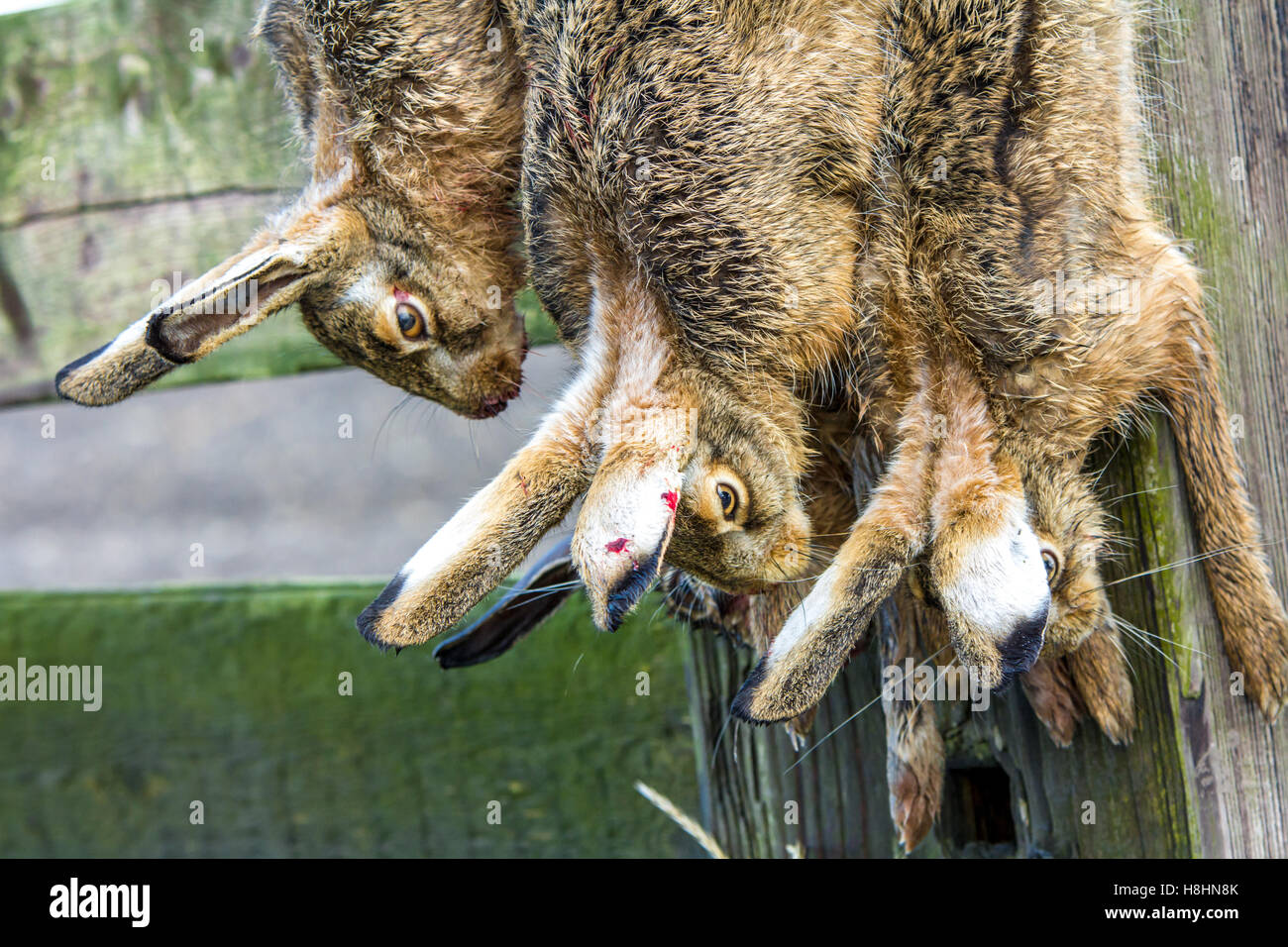 European brown hare hanging after a game drive Stock Photo - Alamy
