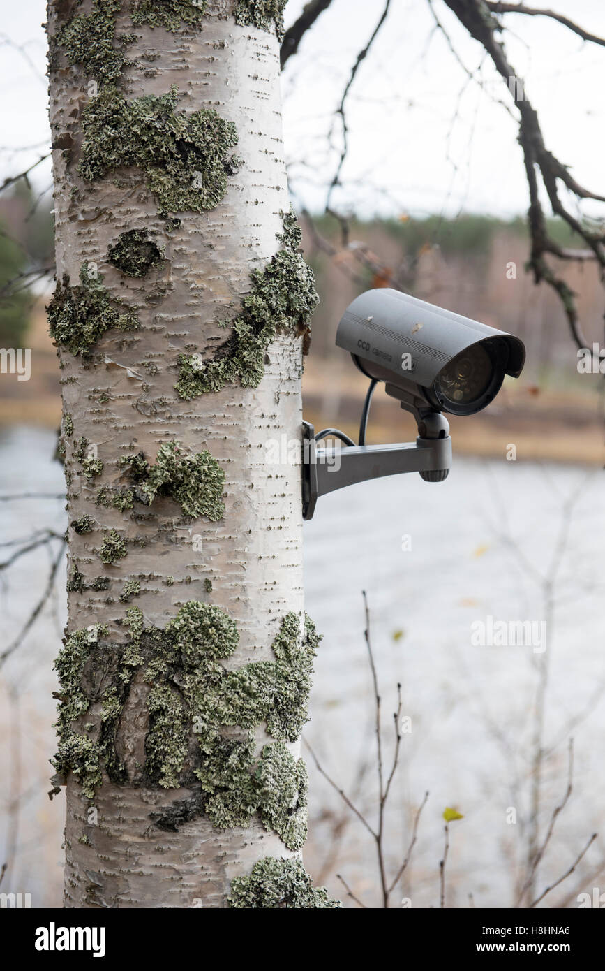 Video surveillance camera fastened to a tree Stock Photo - Alamy