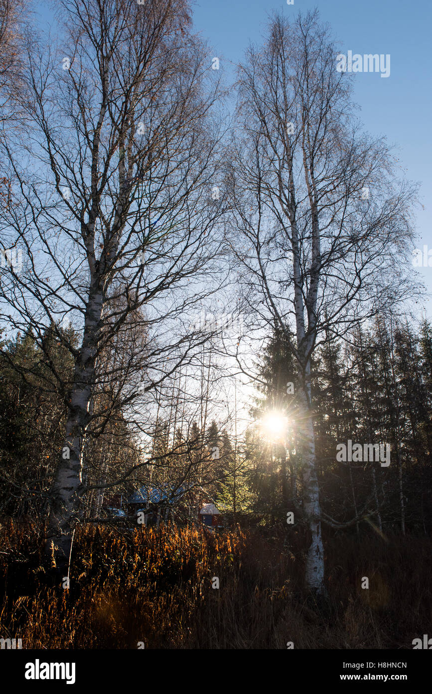 Low sun shining through trees Stock Photo - Alamy