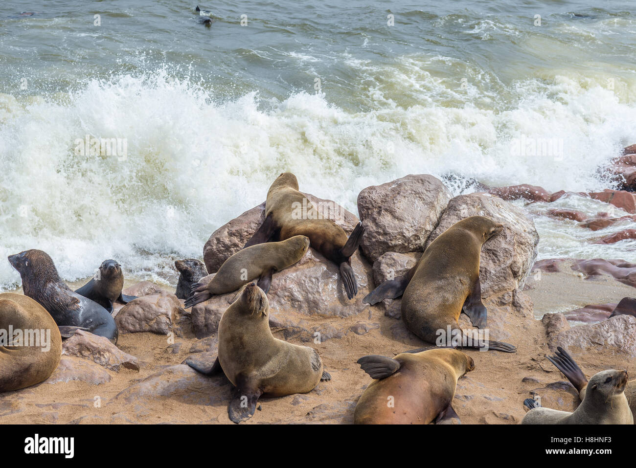 The seal colony at Cape Cross, on the atlantic coast of Namibia, Africa ...