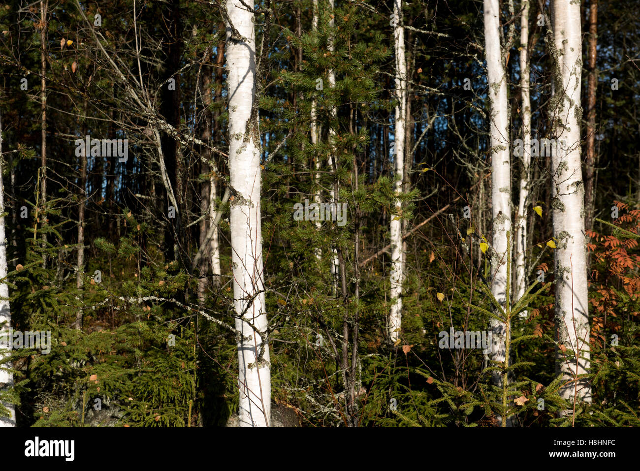 Mixed birch and pine forest in the north of Sweden showing silver birch ...