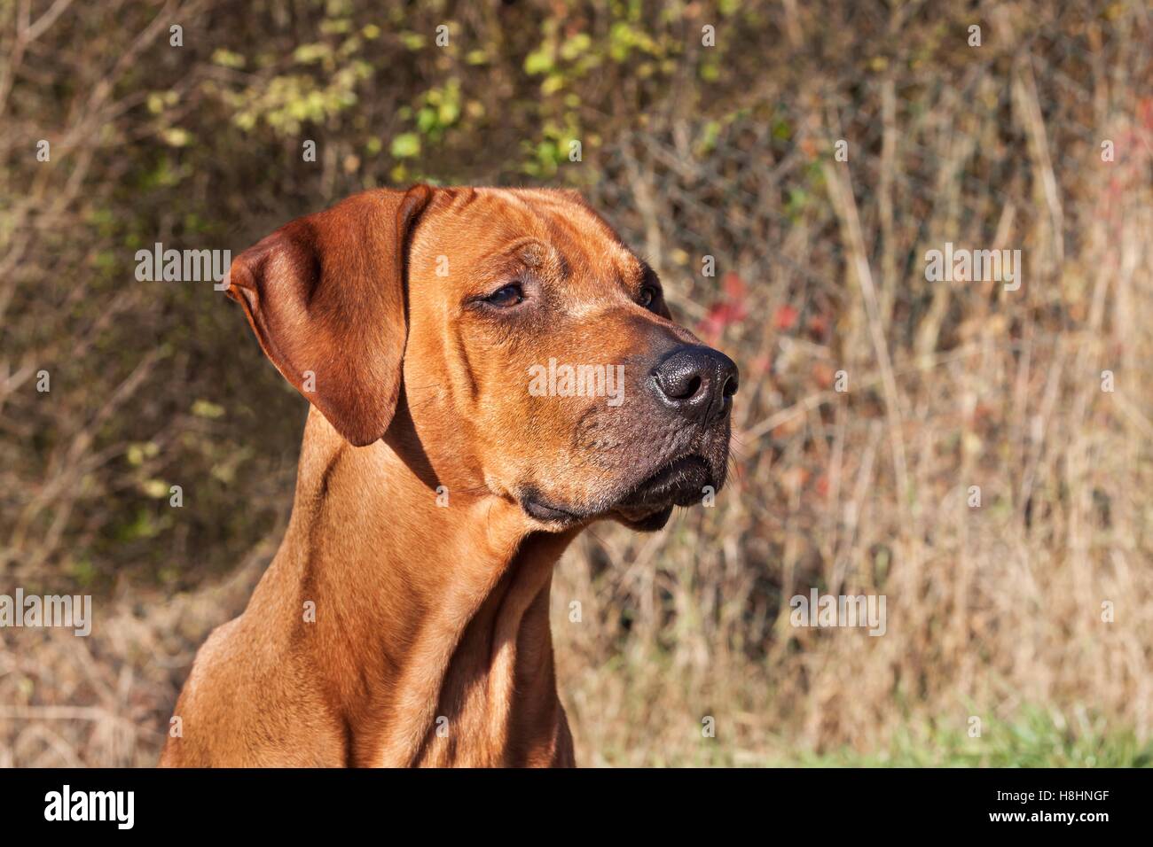 Sad dog eyes. Rhodesian ridgeback portrait. Beautiful Rhodesian ...