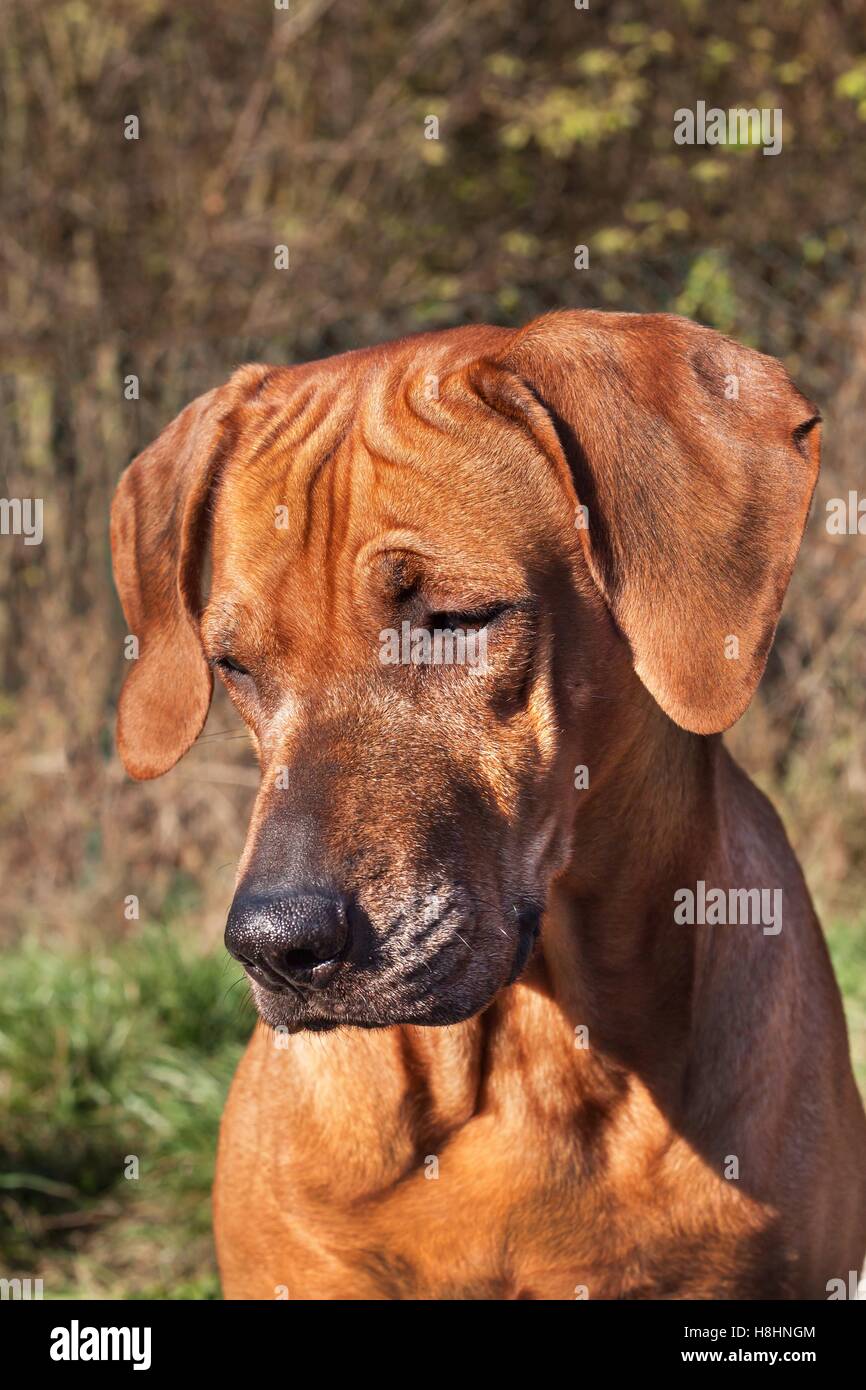 Sad dog eyes. Rhodesian ridgeback portrait. Beautiful Rhodesian ...