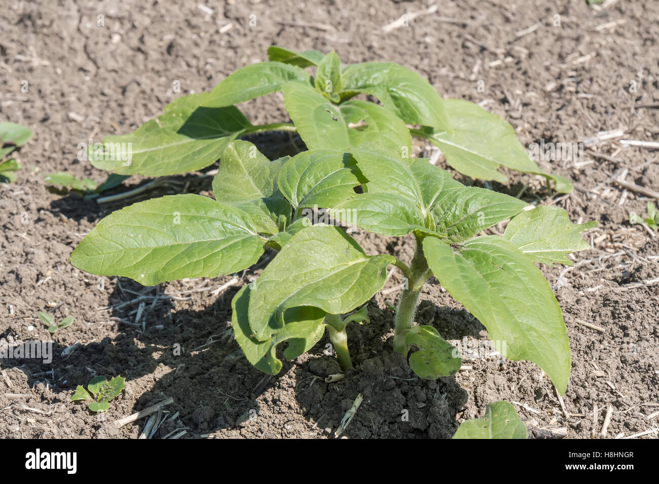 Plant sprout sunflower growing Stock Photo - Alamy
