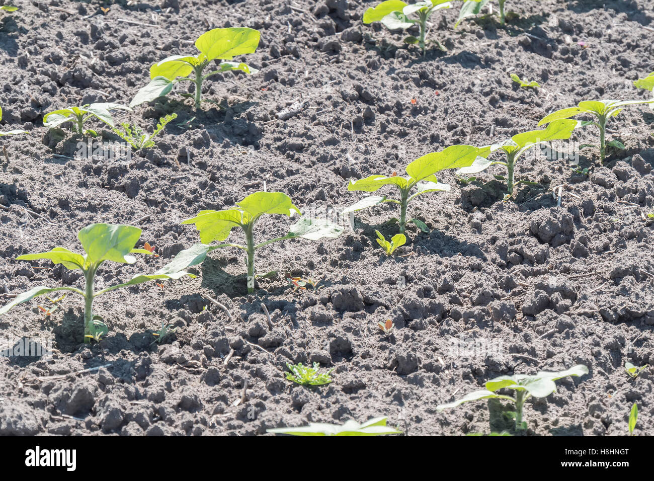 Plant sprout sunflower growing Stock Photo - Alamy