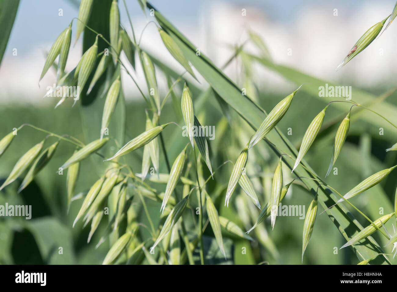 Oat harvest hi-res stock photography and images - Alamy