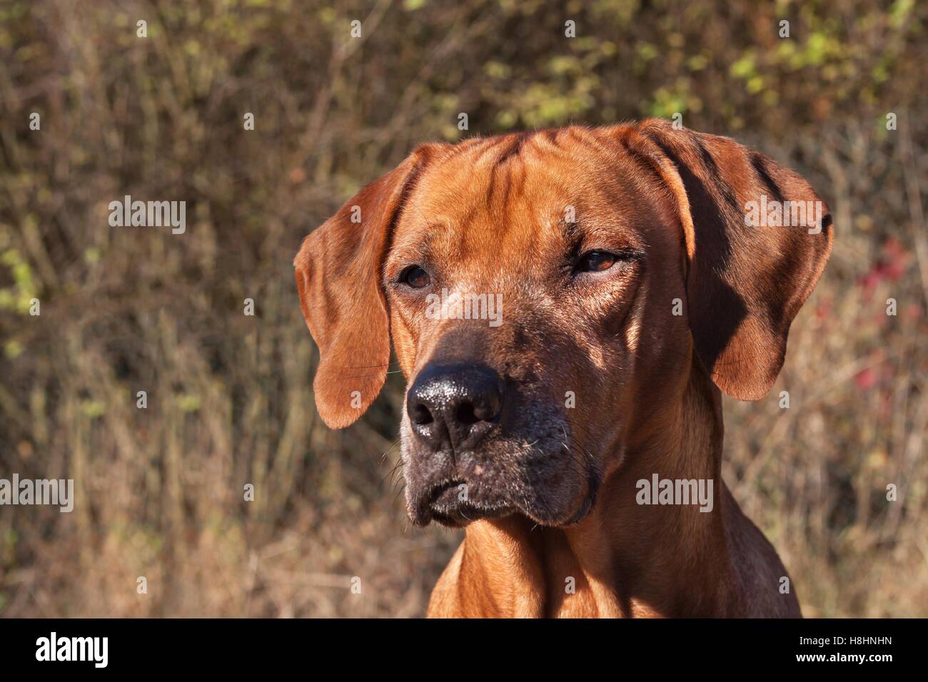 Sad dog eyes. Rhodesian ridgeback portrait. Beautiful Rhodesian ...