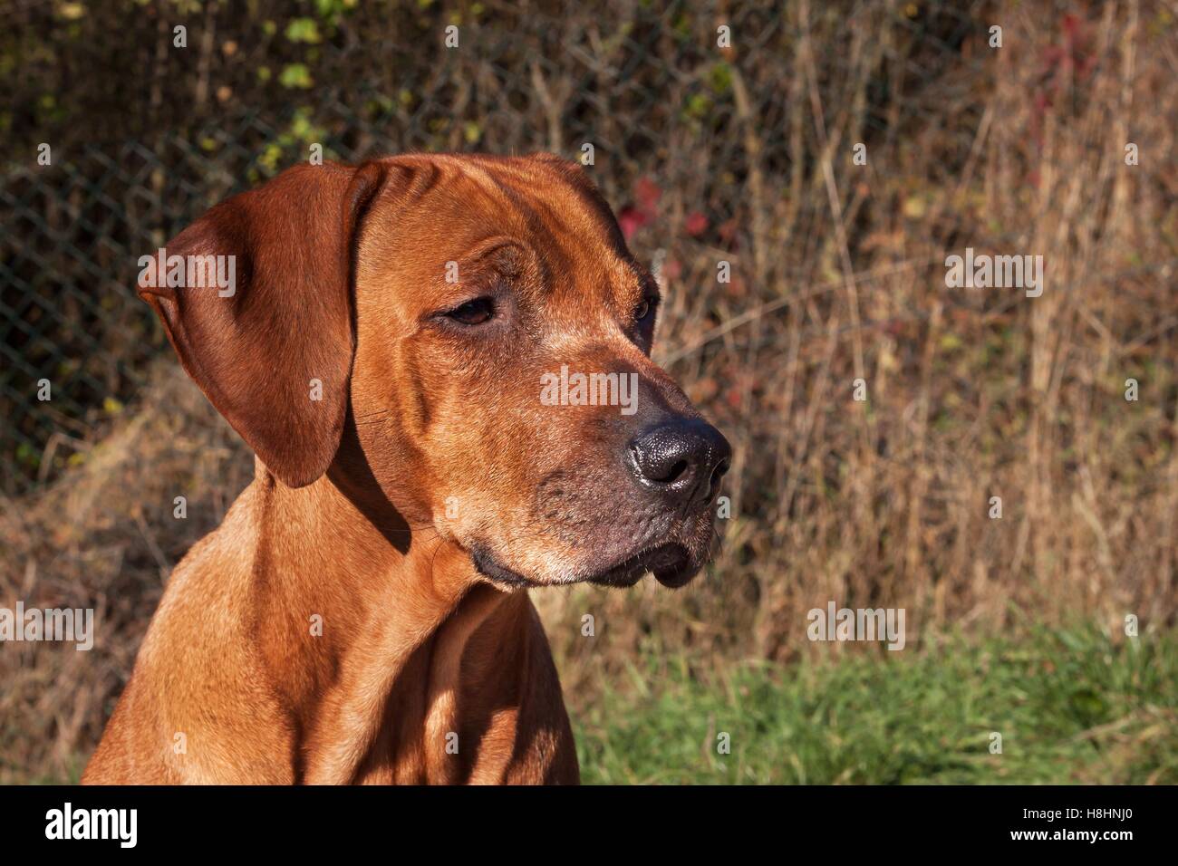 Sad dog eyes. Rhodesian ridgeback portrait. Beautiful Rhodesian ...