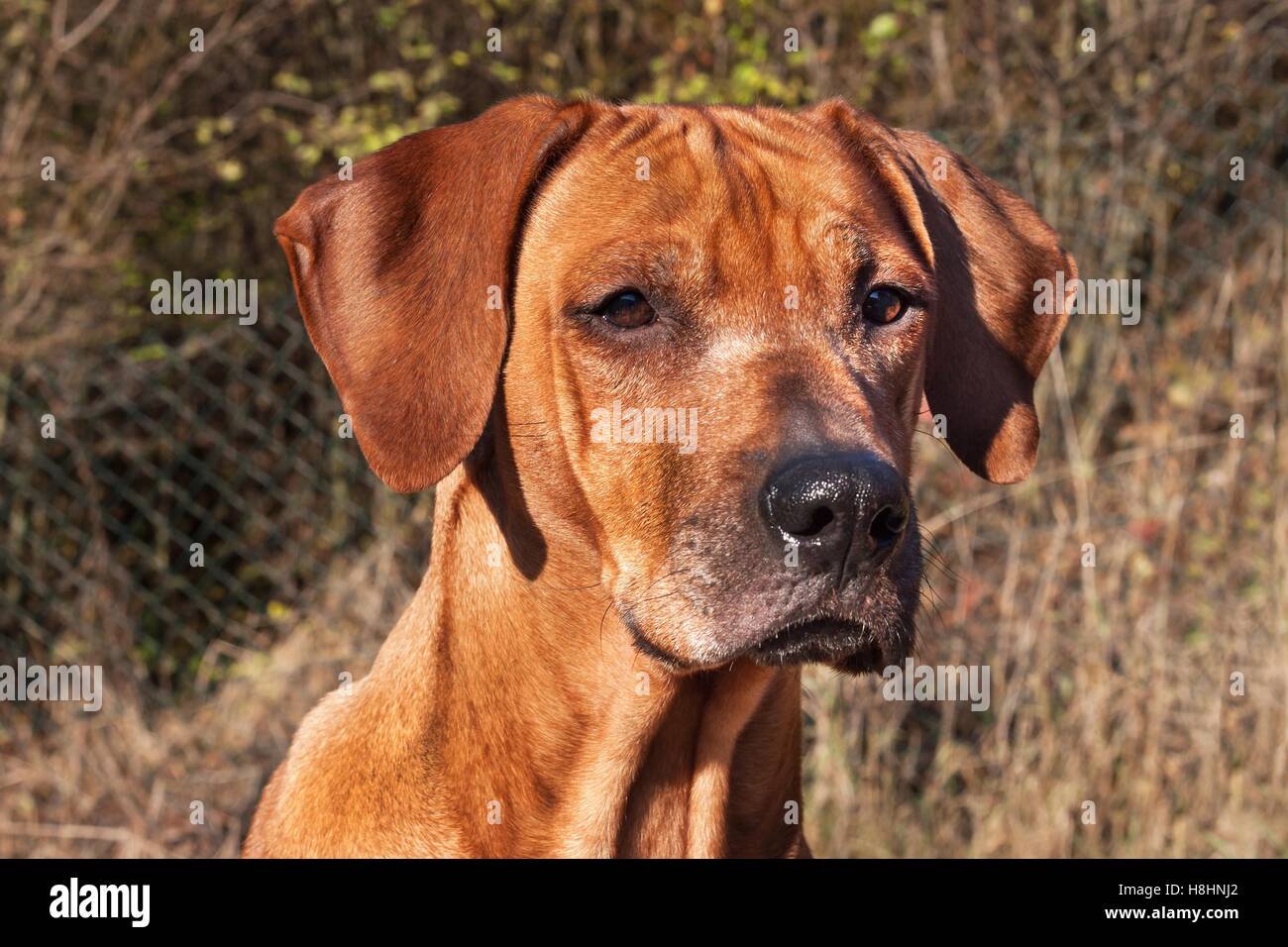 Sad dog eyes. Rhodesian ridgeback portrait. Beautiful Rhodesian ...